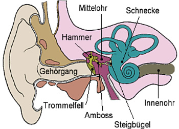 Oesterreichischer Schwerhoerigenverband: Hörsinn & Ohr